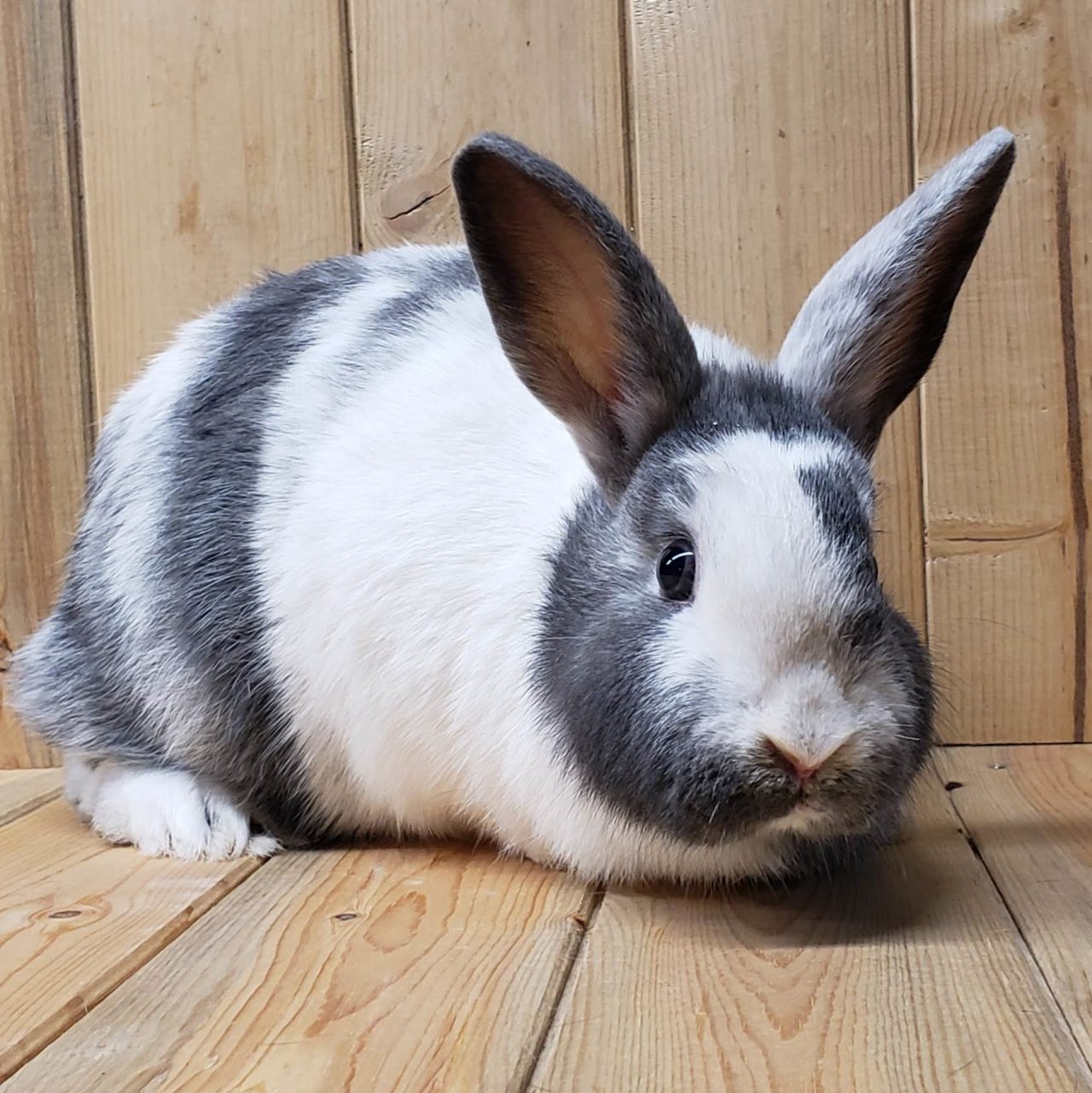 Harlequin Rabbits - Western PA | Luther Homestead